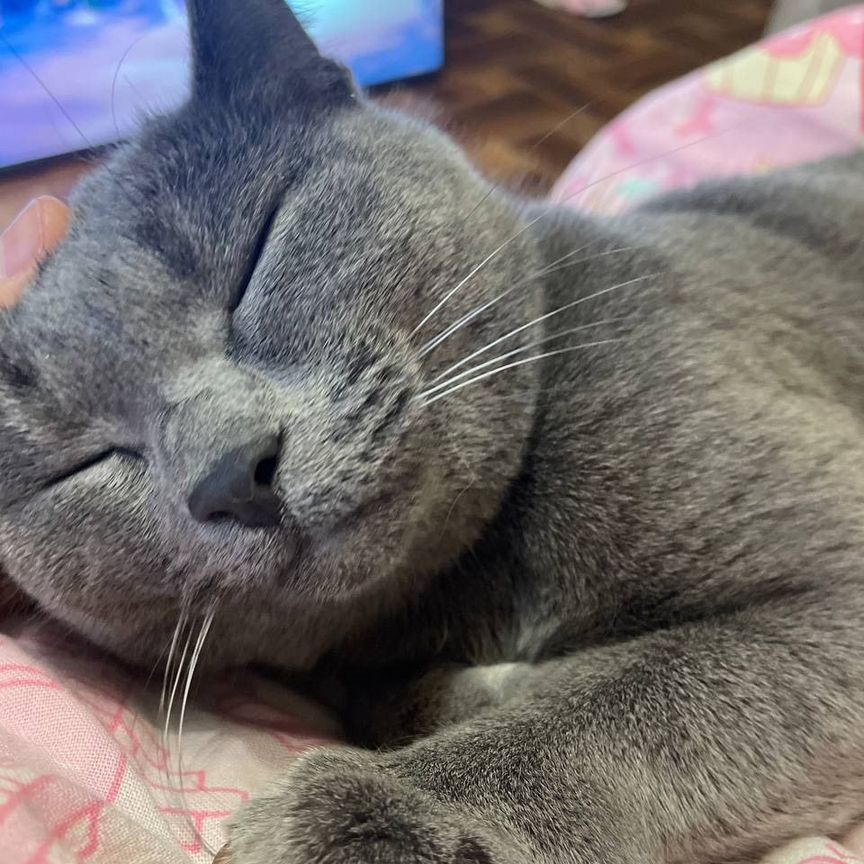 Кошка серая