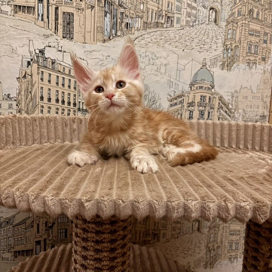 Домашние животные котята породистые