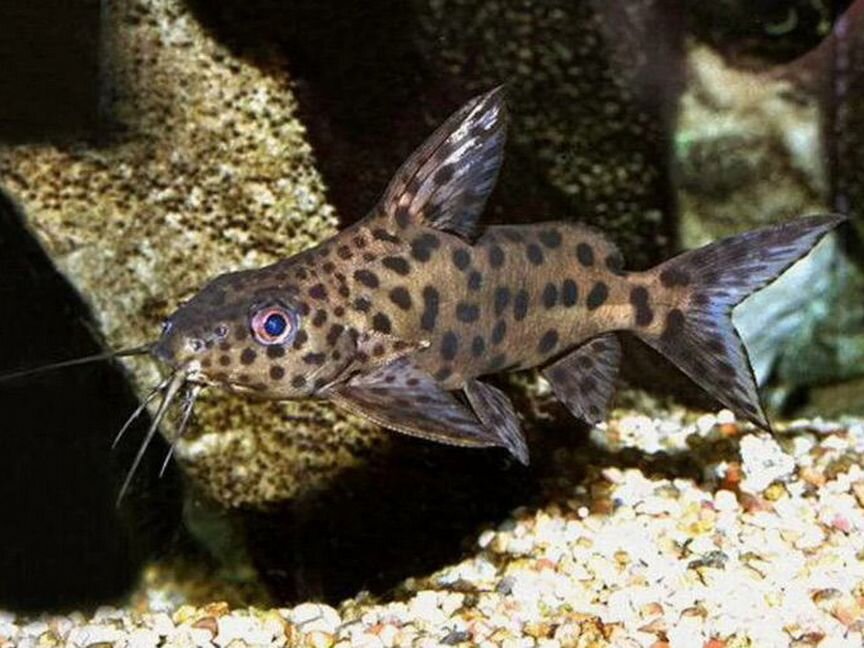 Сом синодонтис пятнистый 12-15 см