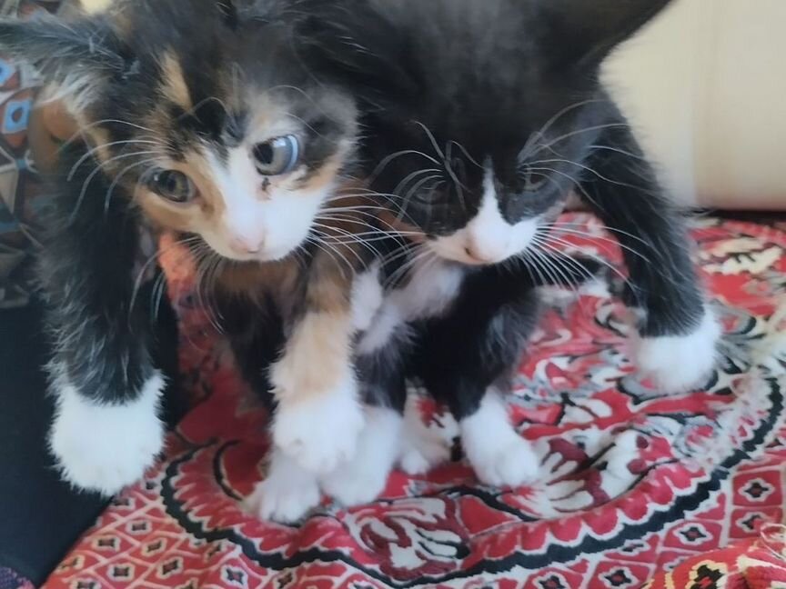 Котята отдам бесплатно