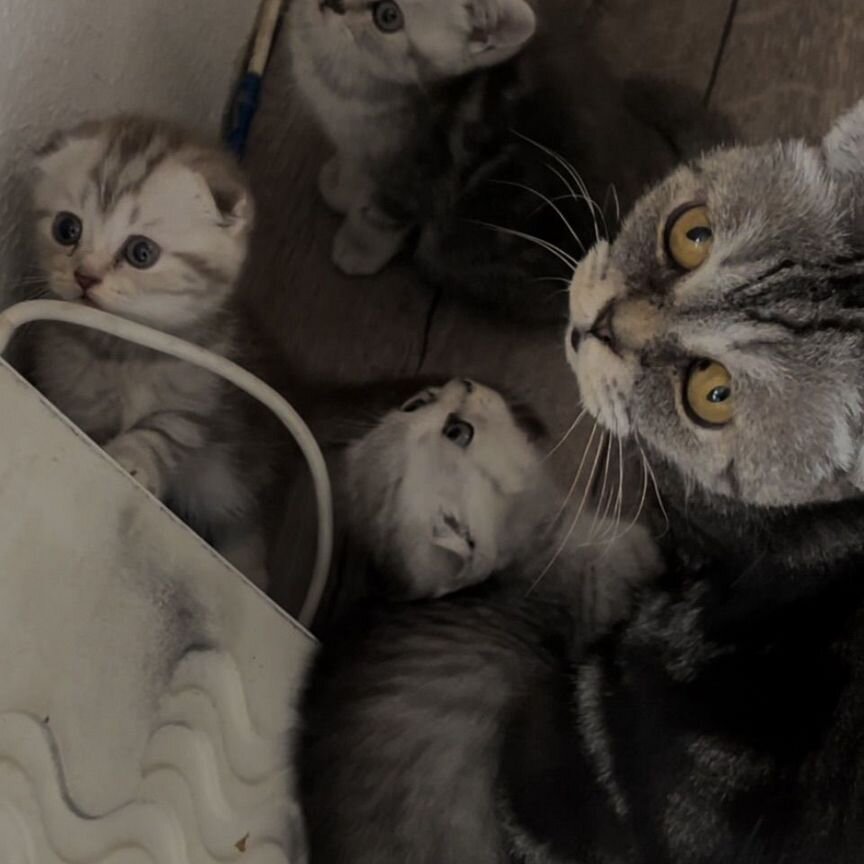 Шотландские котята