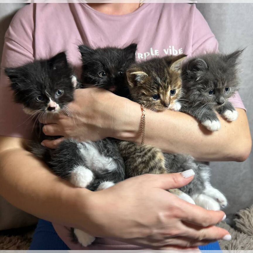 Котята в добрые руки