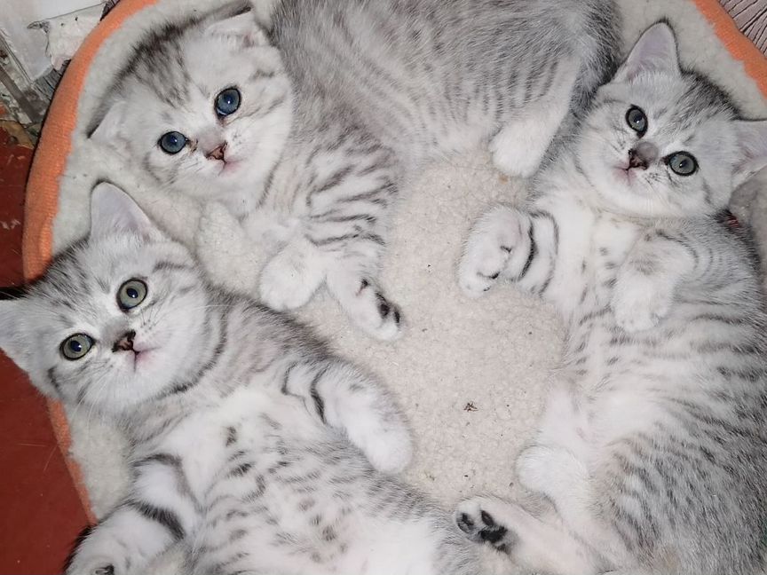 Шотландские котята