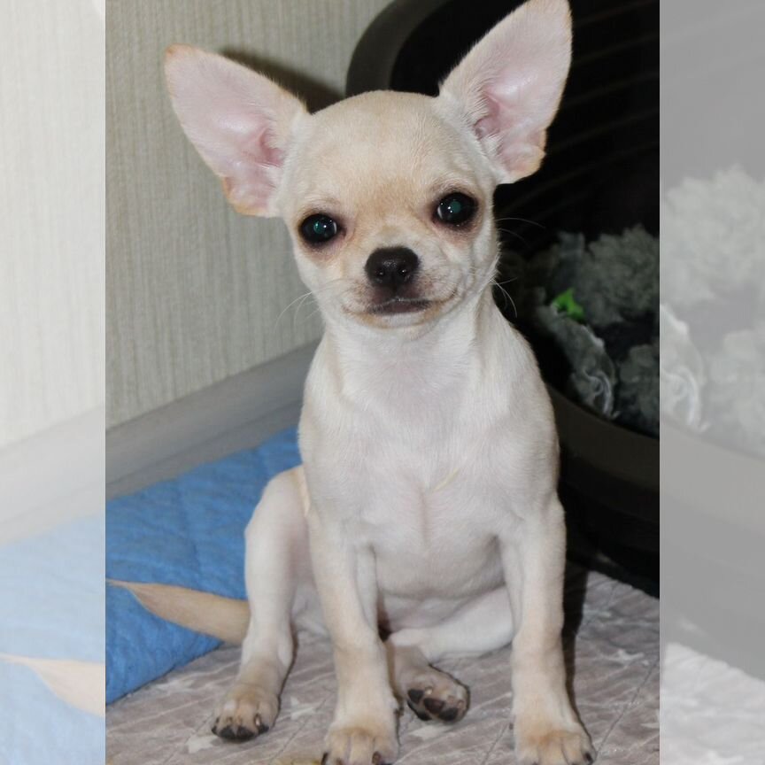 Чихуахуа, щенок