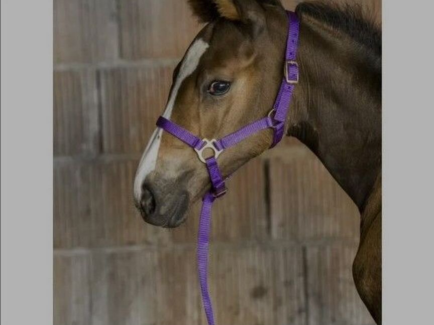 Недоуздок для жеребёнка или пони (красный)