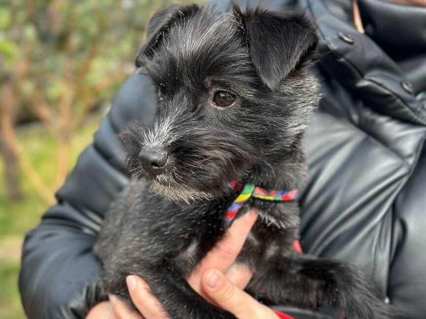 Маленькая собачка в добрые руки