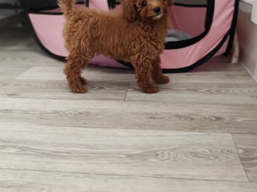 Красивая мини кукла мальтипу