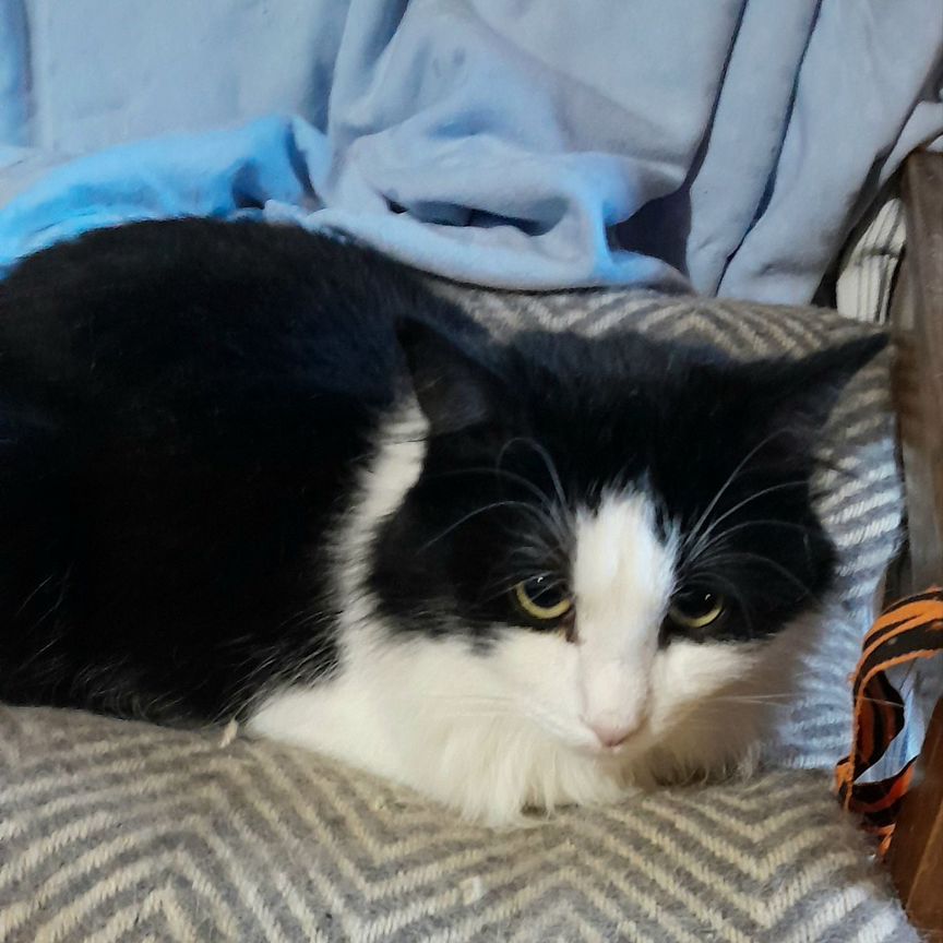 Ласковая бывшедомашняя кошечка