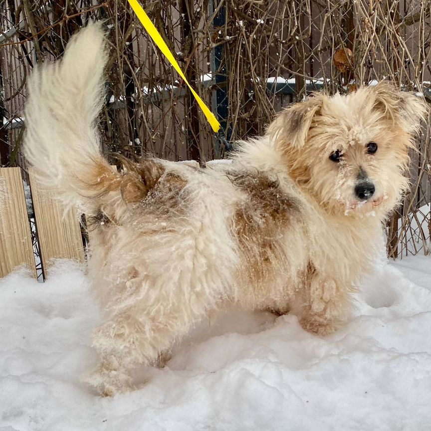 Взрослый пёс в добрые руки