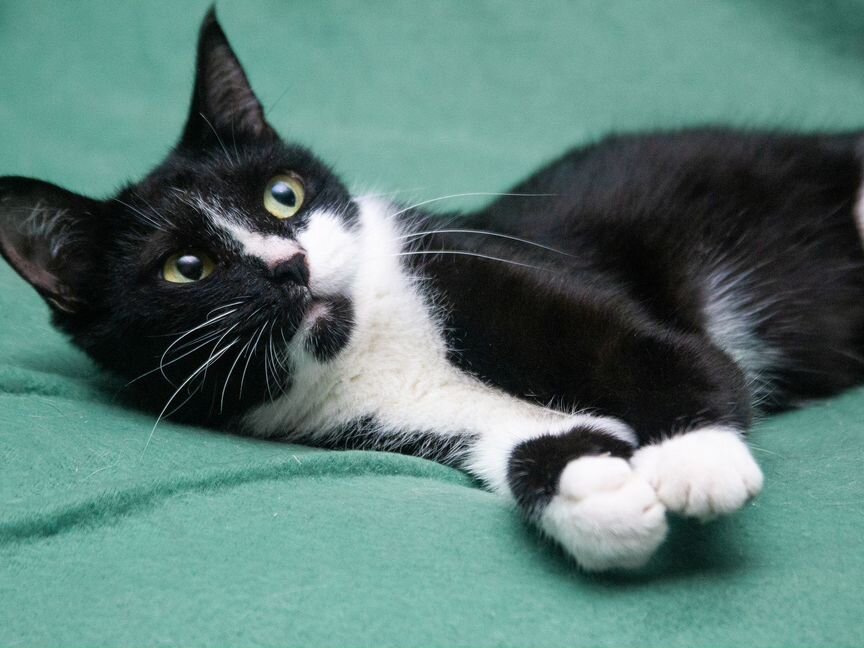 Стеша ласковая красавица в добрые руки