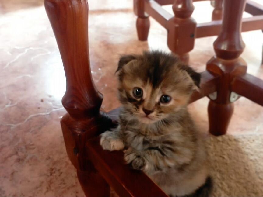 Вислоухие котята