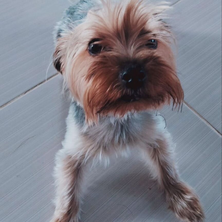 Йоркширский терьер девочка взрослая