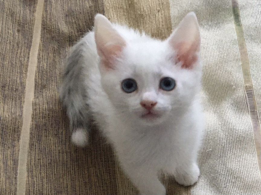 Белые котята 2,5 месяца