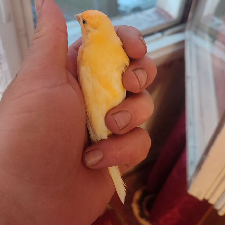 Канарейка