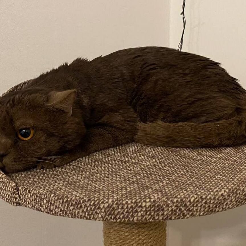 Отдаю котика в добрые руки