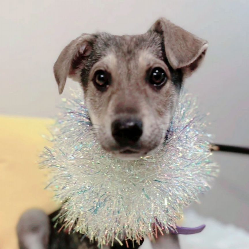 Щенок в добрые руки