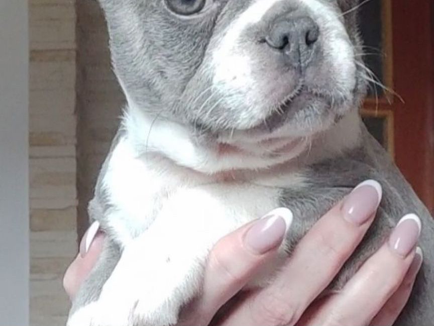 Лиловая красавица