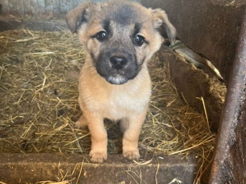 Мальчишки в добрые руки