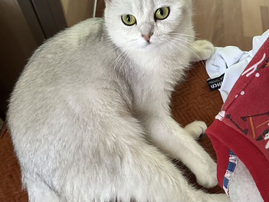 Продам кошку шотландская шиншилла