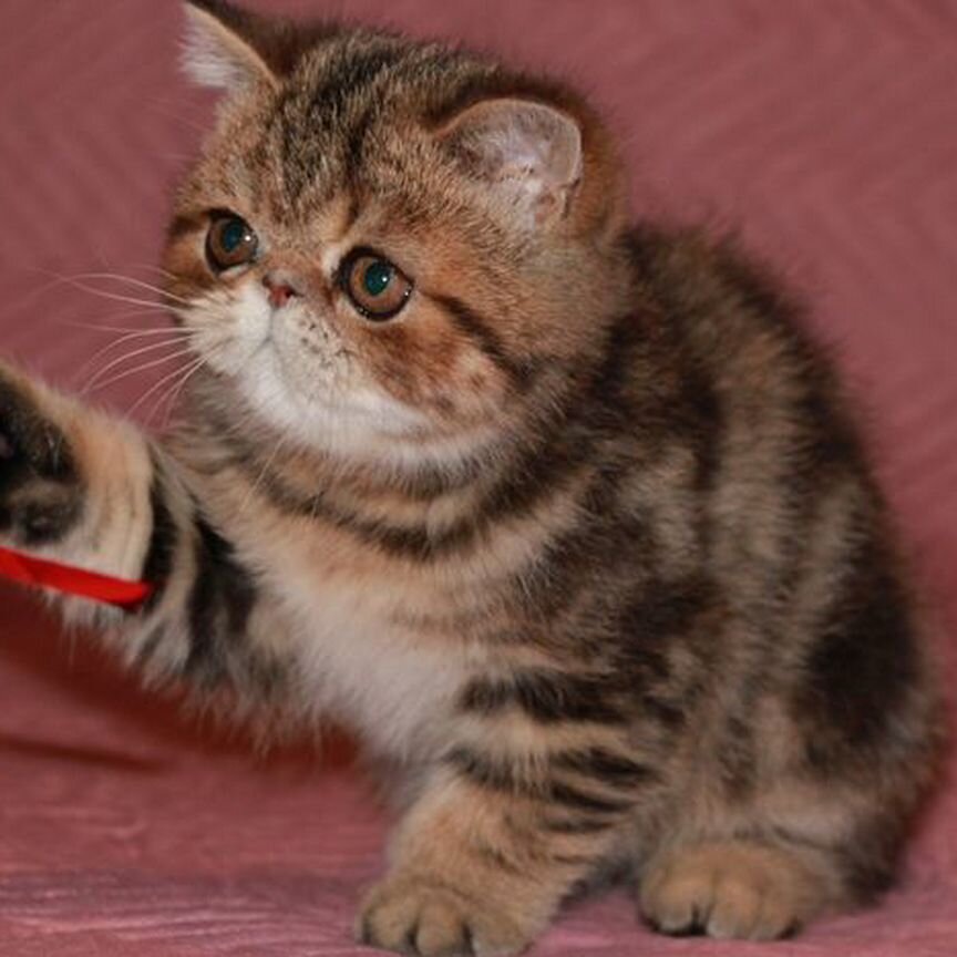Экзотический короткошёрстный котёнок