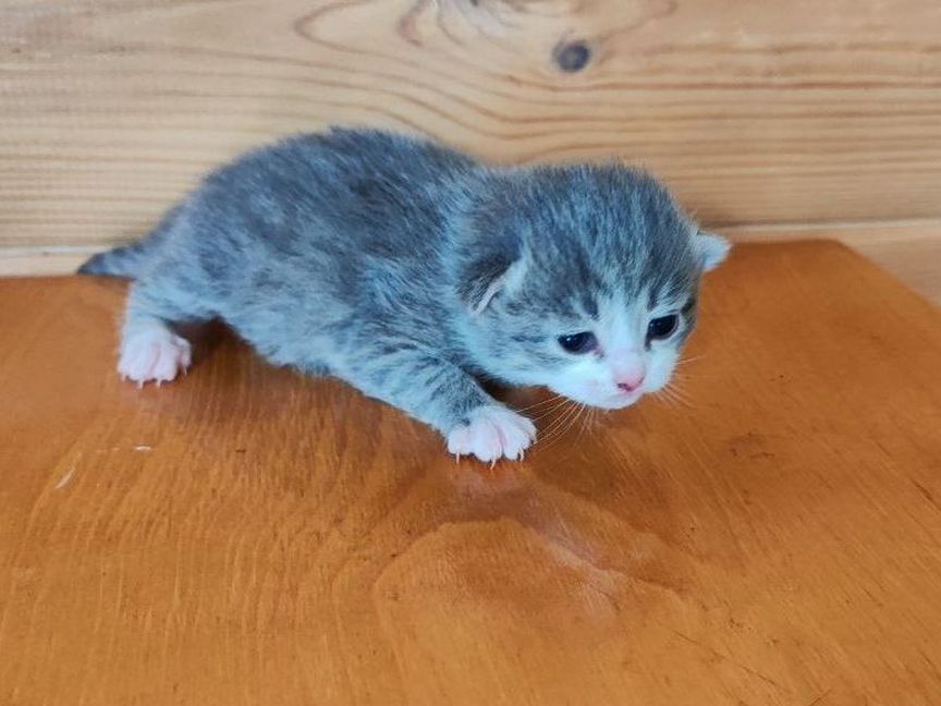 Котята из деревни