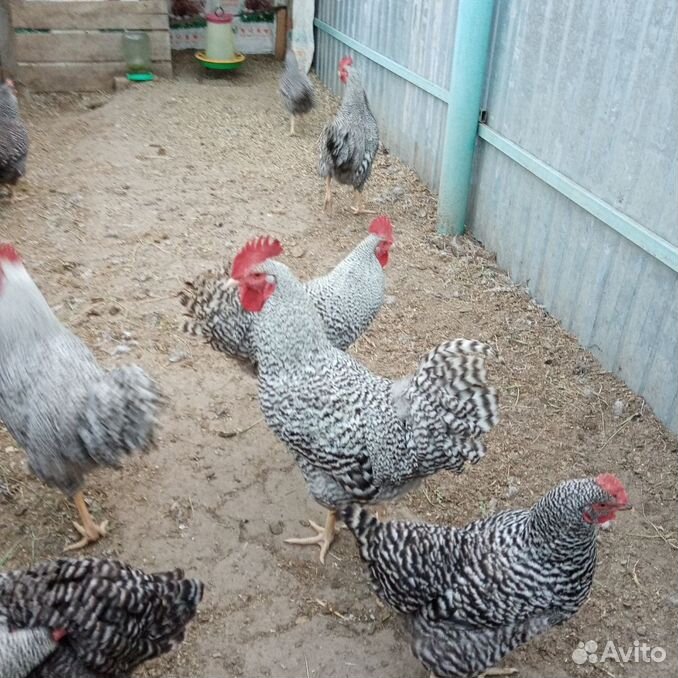 Семьи породных кур