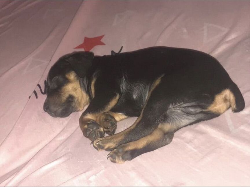 Собаки