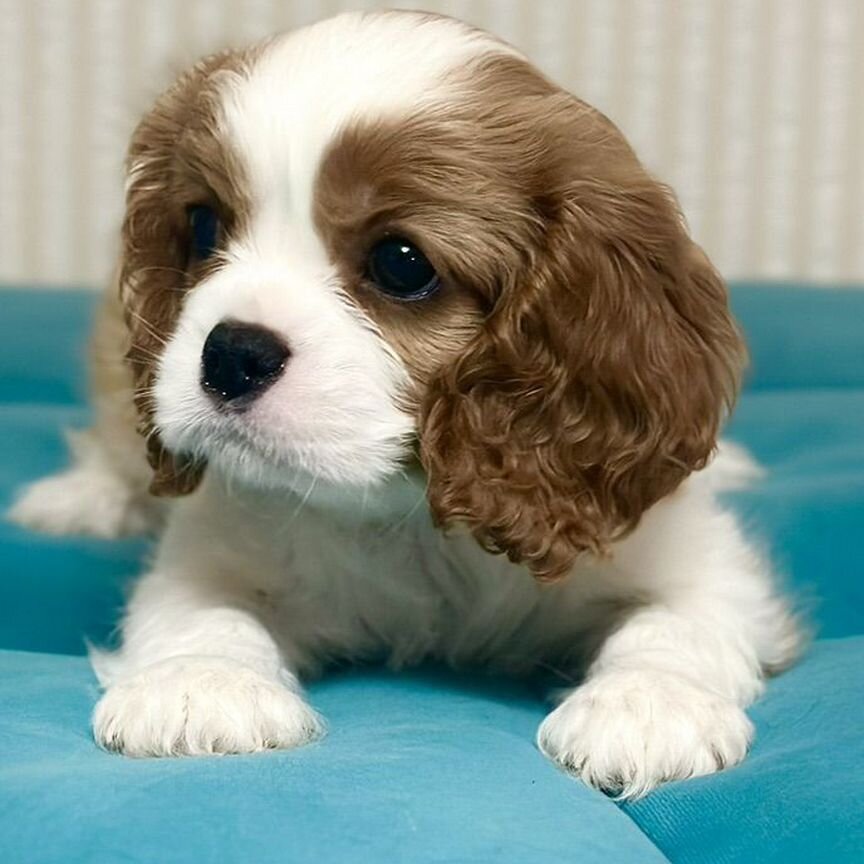Кавалер кинг-чарльз-спаниель, щенок