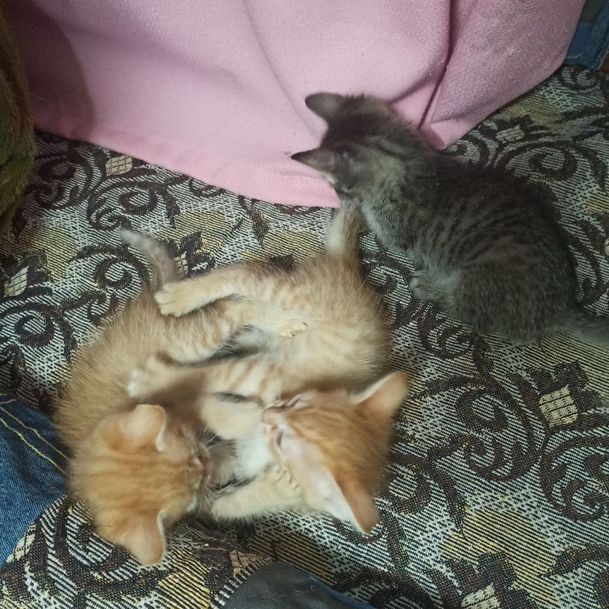 Котёнок в добрые руки