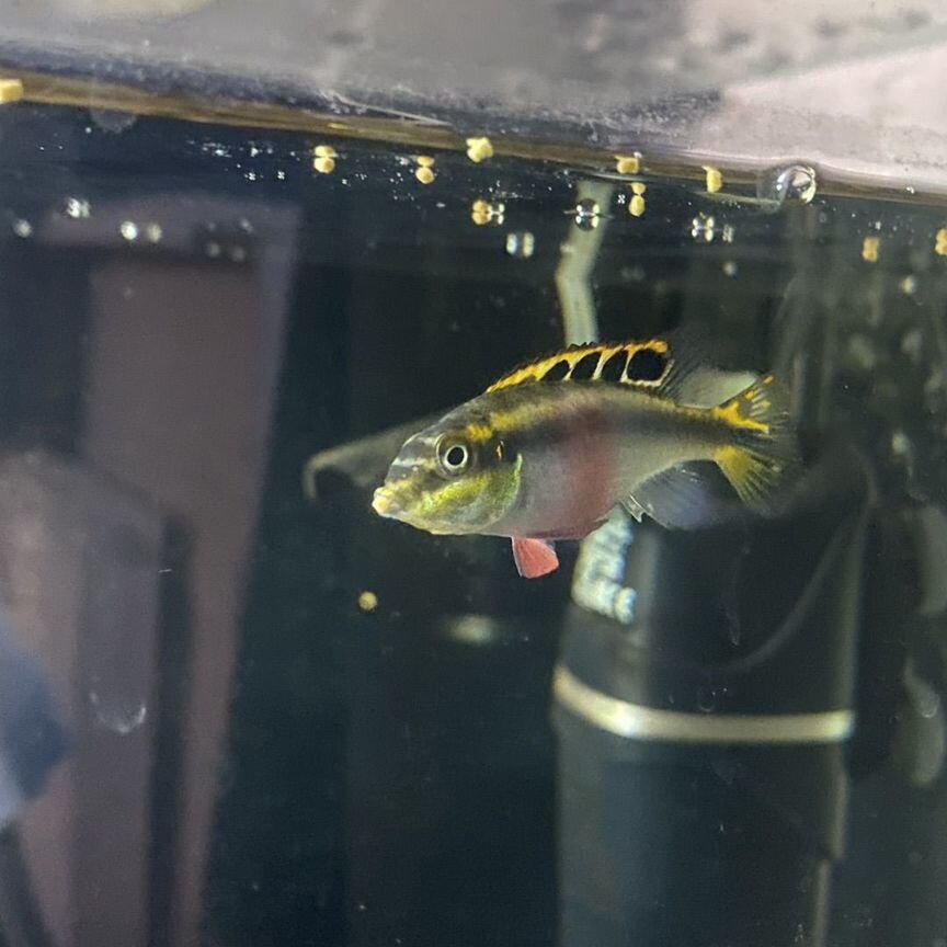 Пульвикахромис рыбка попугайчик