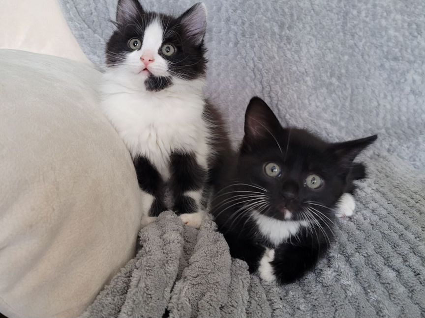 Котята девочка и мальчик 1.5 месяца