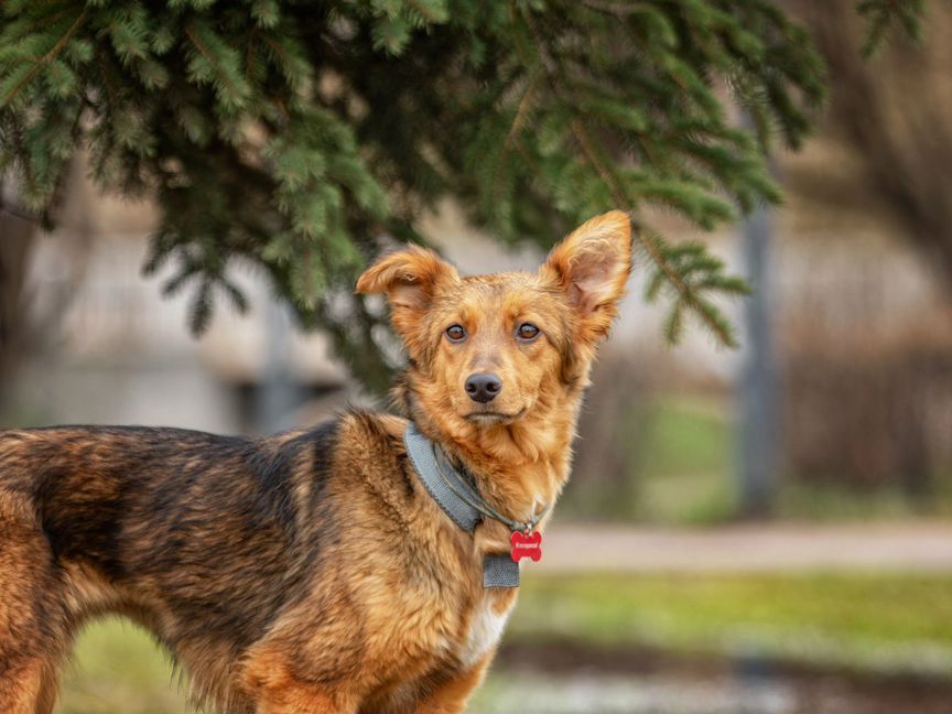 Собака девочка