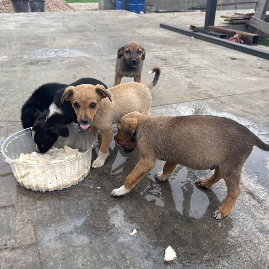 Джек расл терьер щенки и ласки 3 шт