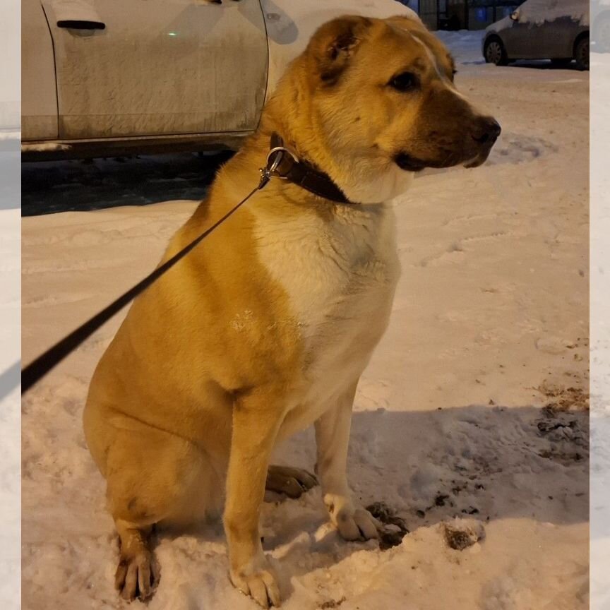 Среднеазиатская овчарка, взрослая собака