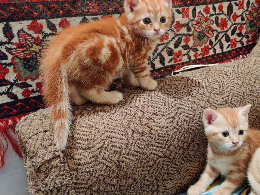 Котята рыжие