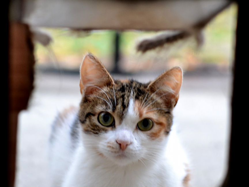 Котенок Блума в добрые руки