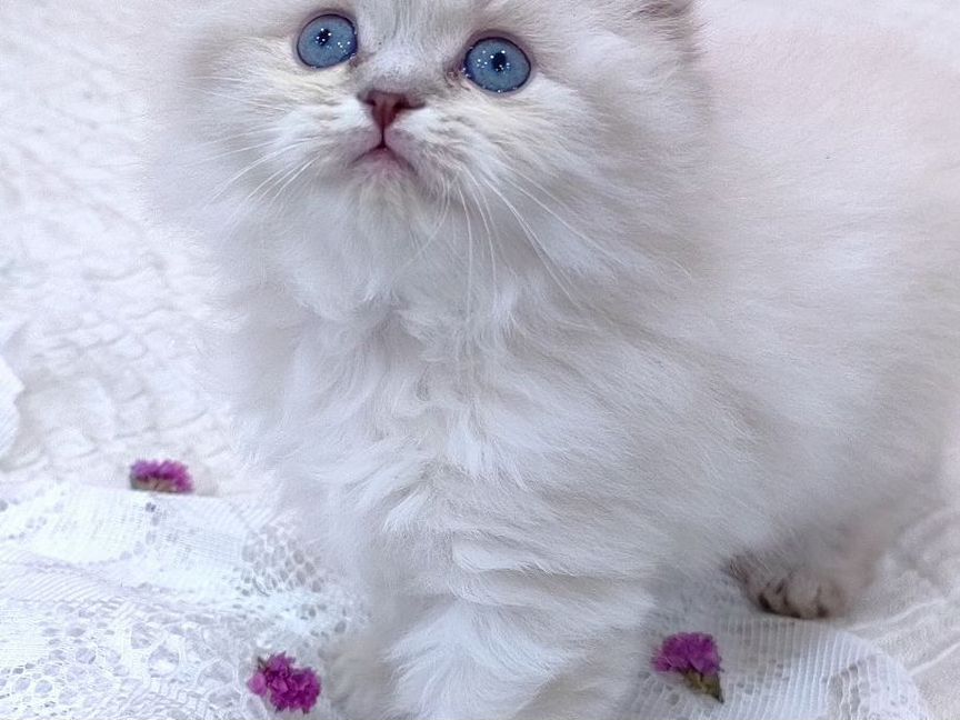 Шотландские вислоухие котята