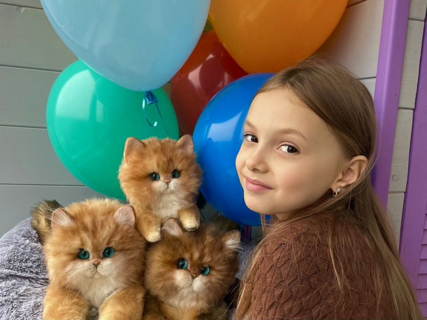 Котята Британская Золотая Шиншилла
