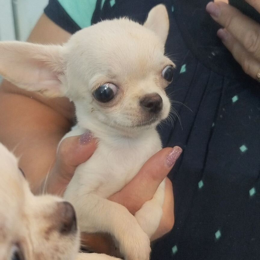 Беленькая мини девочка Хлоя