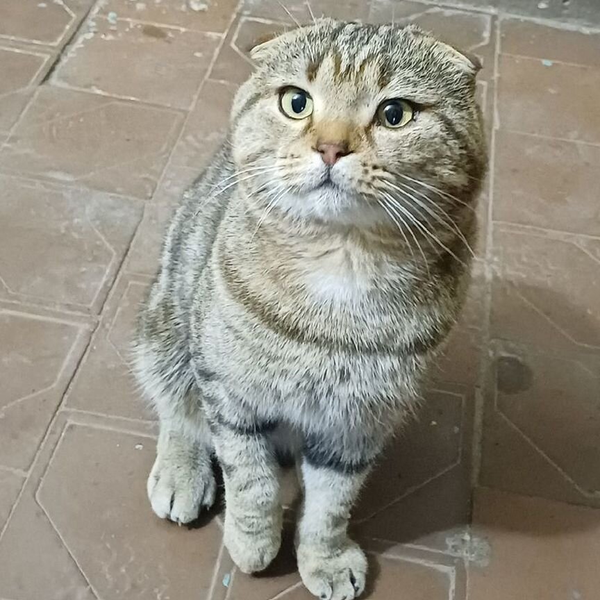 Шотландский вислоухий короткошёрстный кот, взрослый