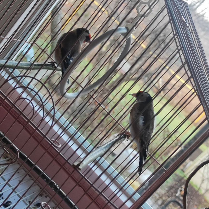 Продам щеглов