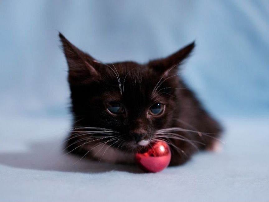 Котёнок-девочка от домашней кошки 1,5 месяца