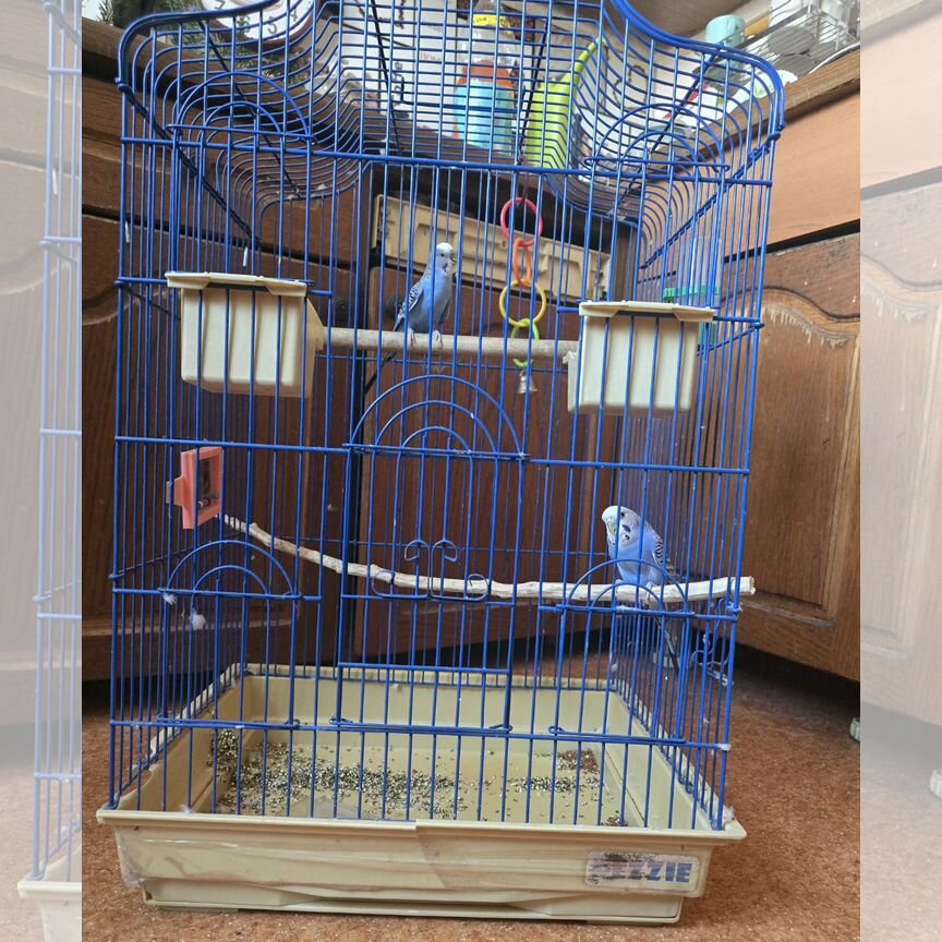 Волнистый попугай