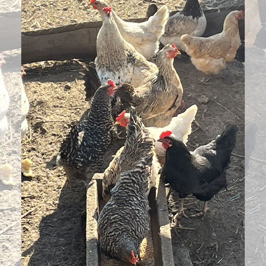 Домашняя птица