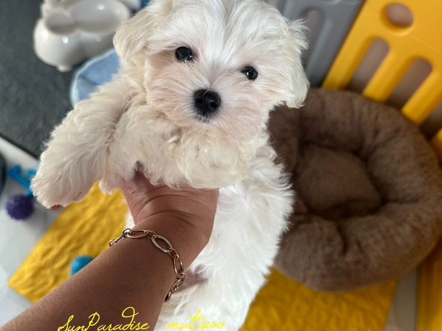 Mini Maltipoo F-1