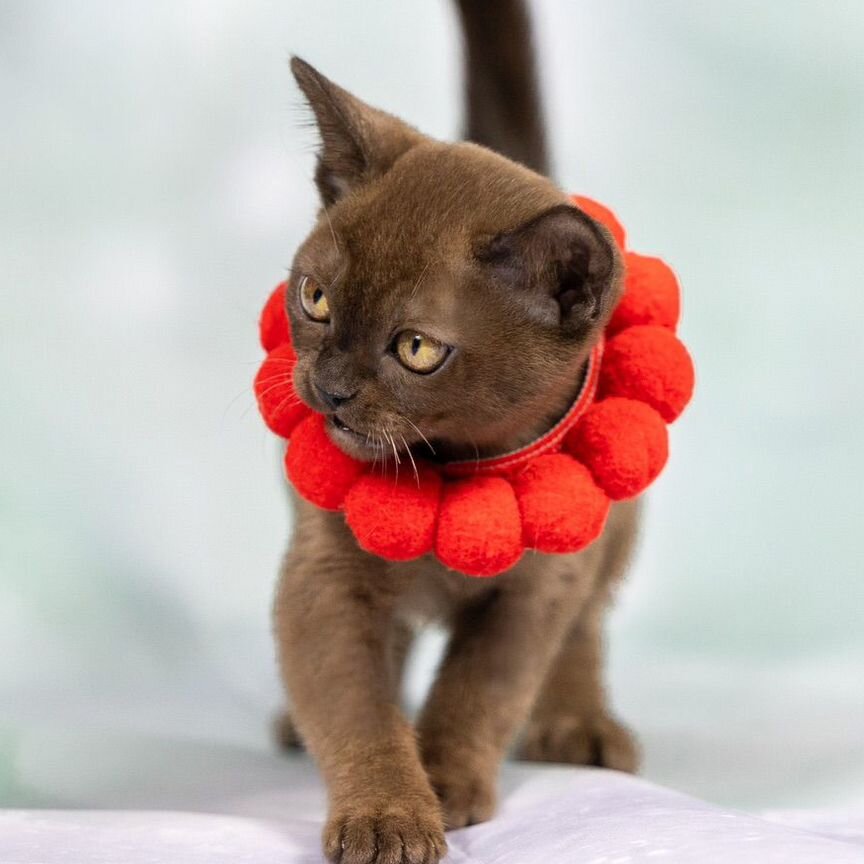 Бурманские котята