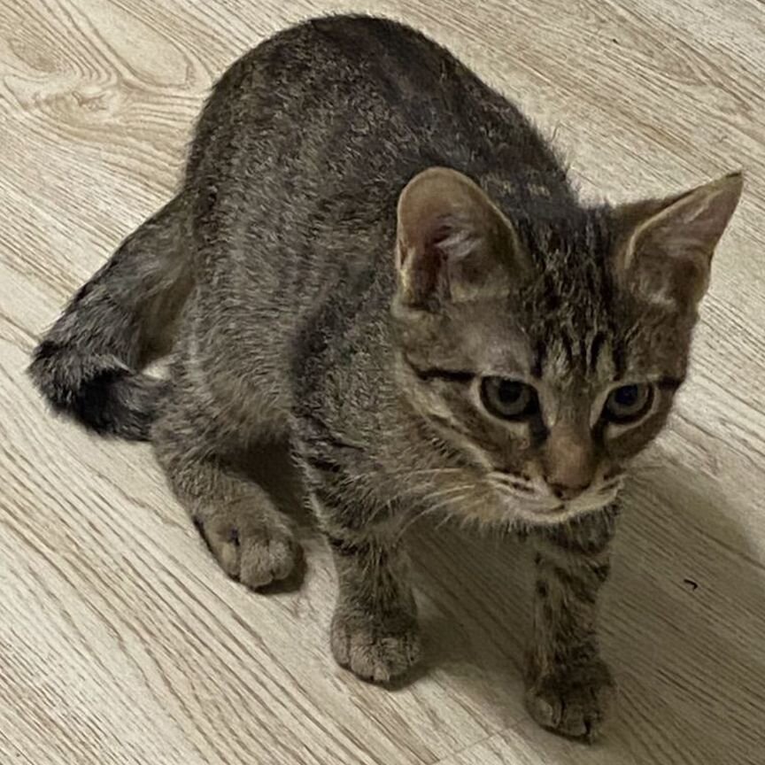 Отдадим котенка в добрые руки
