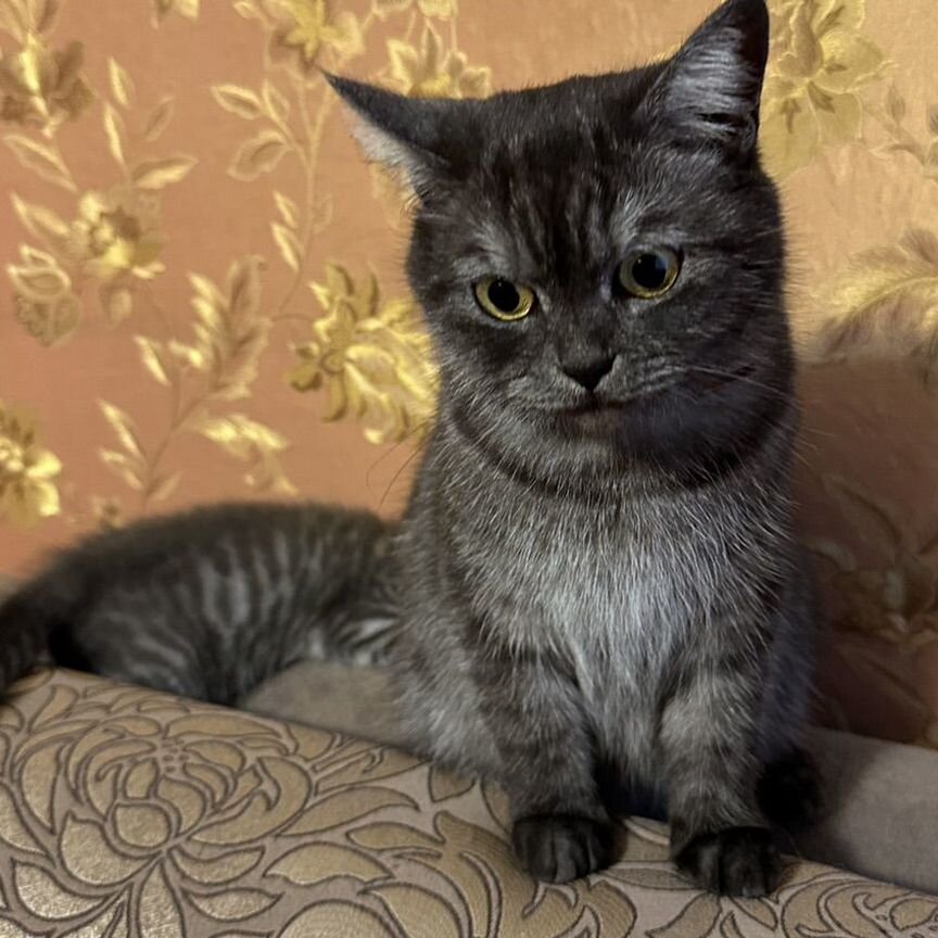 Британская кошка в дар