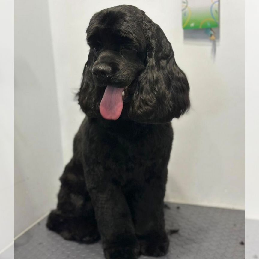 Американский кокер-спаниель, взрослый пёс