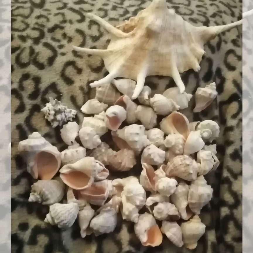 Ракушки морские